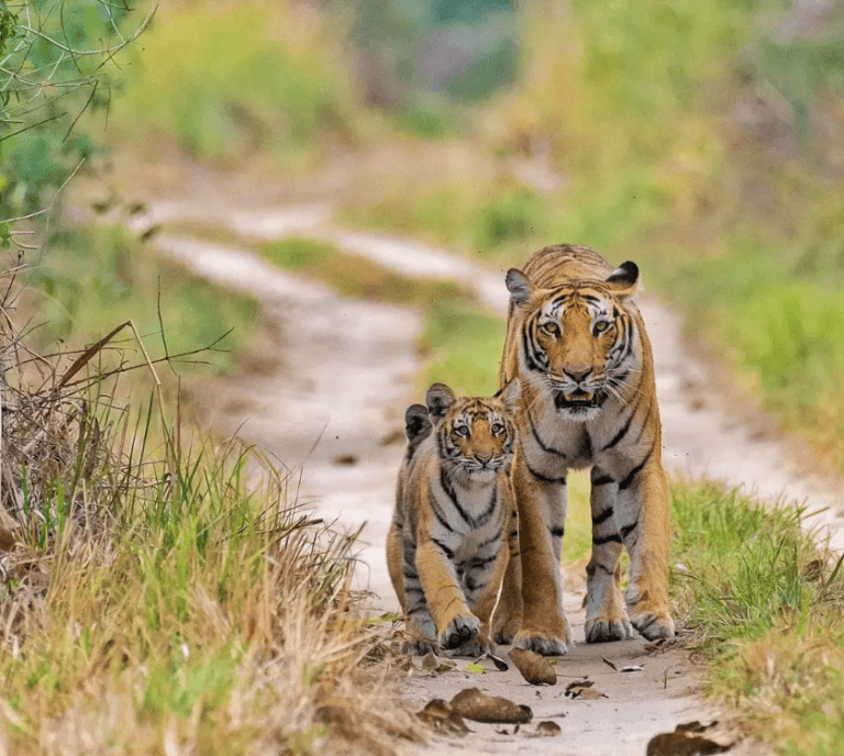 Corbett National Park – Uttarakhand Trip Trek