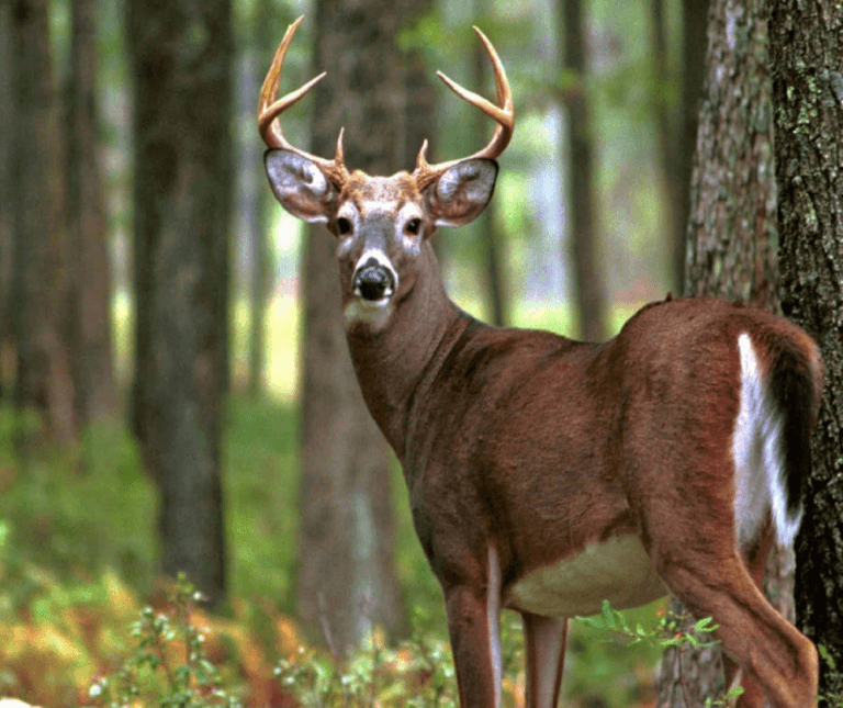 Askot Wildlife Sanctuary – Uttarakhand Trip Trek